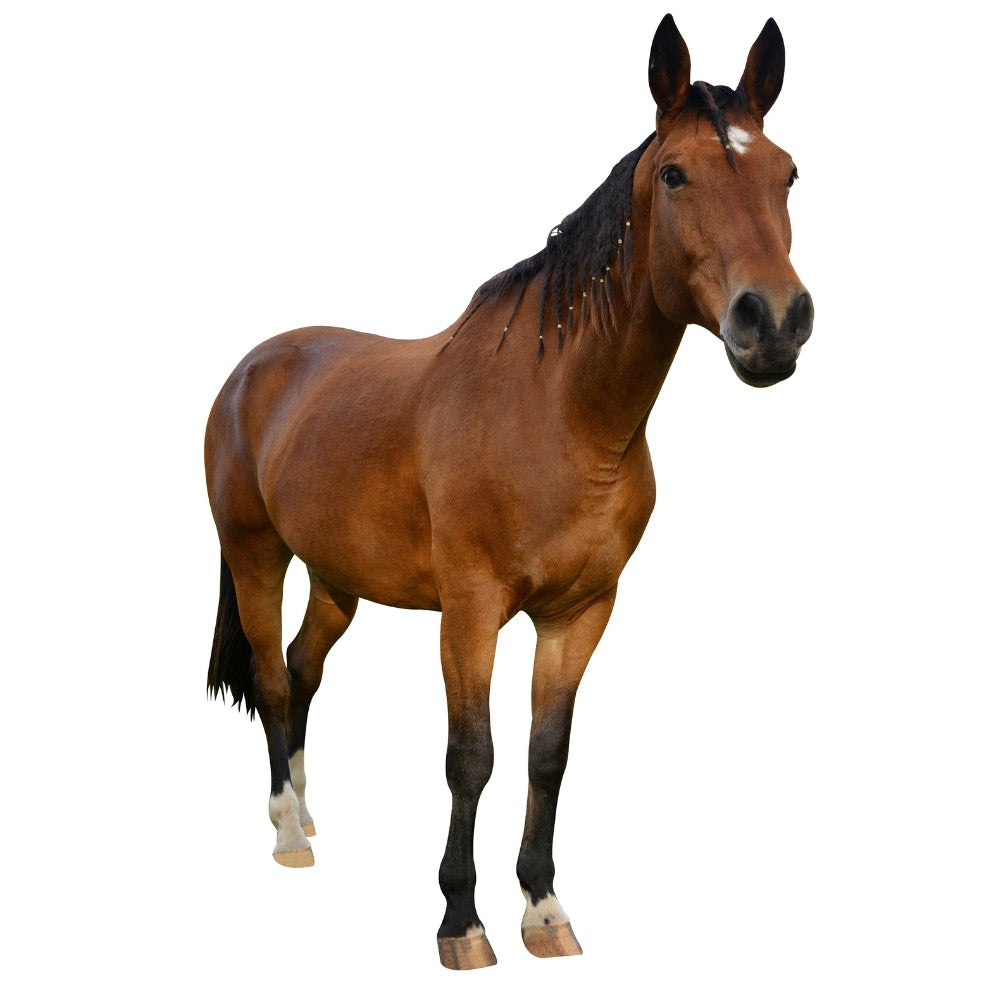 Hestedekken – Dsi Systemer